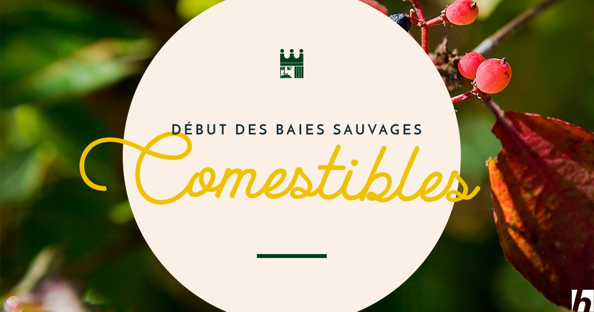 Le début des baies sauvages comestibles - Seigneurie du Triton